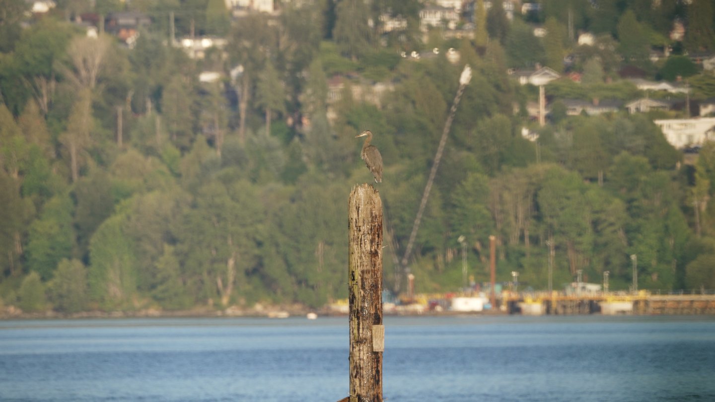 Vancouver's North Shore - The BC Bird Trail