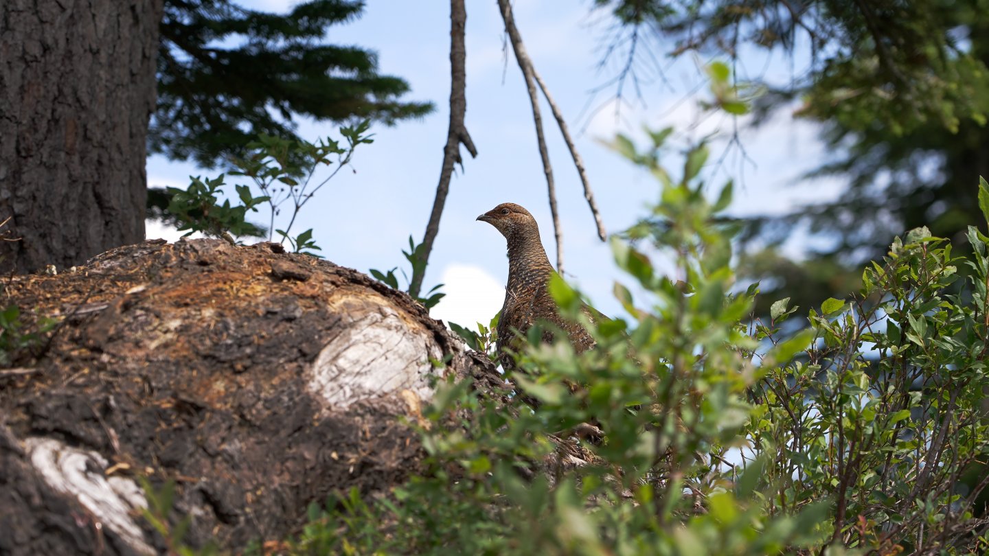 Vancouver's North Shore - The BC Bird Trail