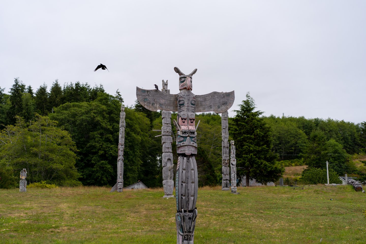 Sointula and Alert Bay - The BC Bird Trail