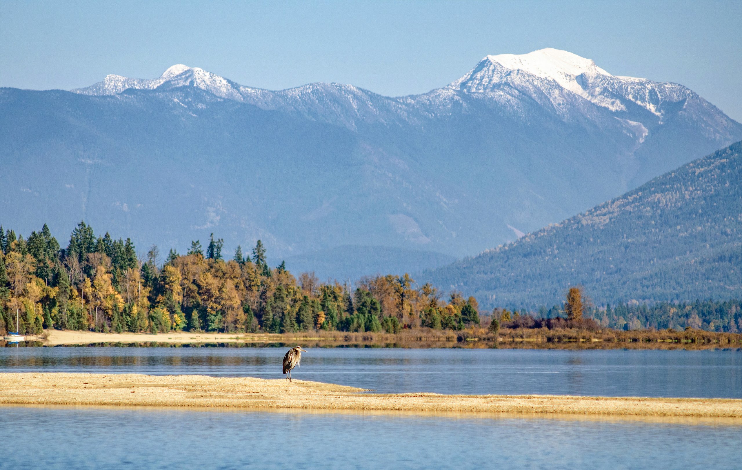 Nelson and Kootenay Lake - The BC Bird Trail
