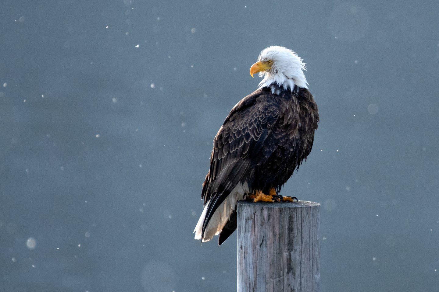 Nelson and Kootenay Lake - The BC Bird Trail