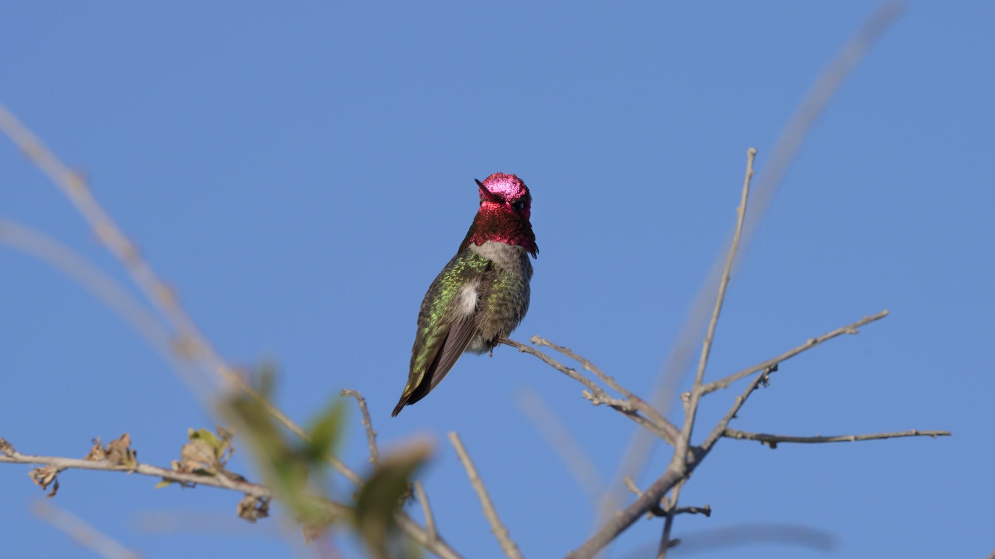 Birding 101: Identifying Birds By Sound - The BC Bird Trail