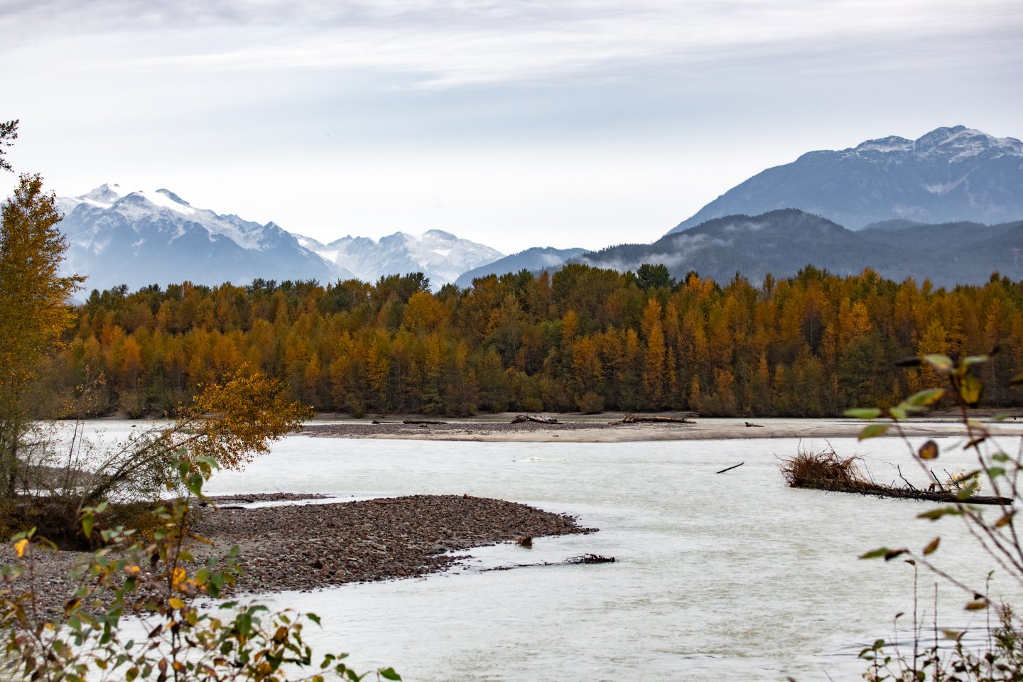 Bald Eagle Encounters Along the Squamish River - The BC Bird Trail