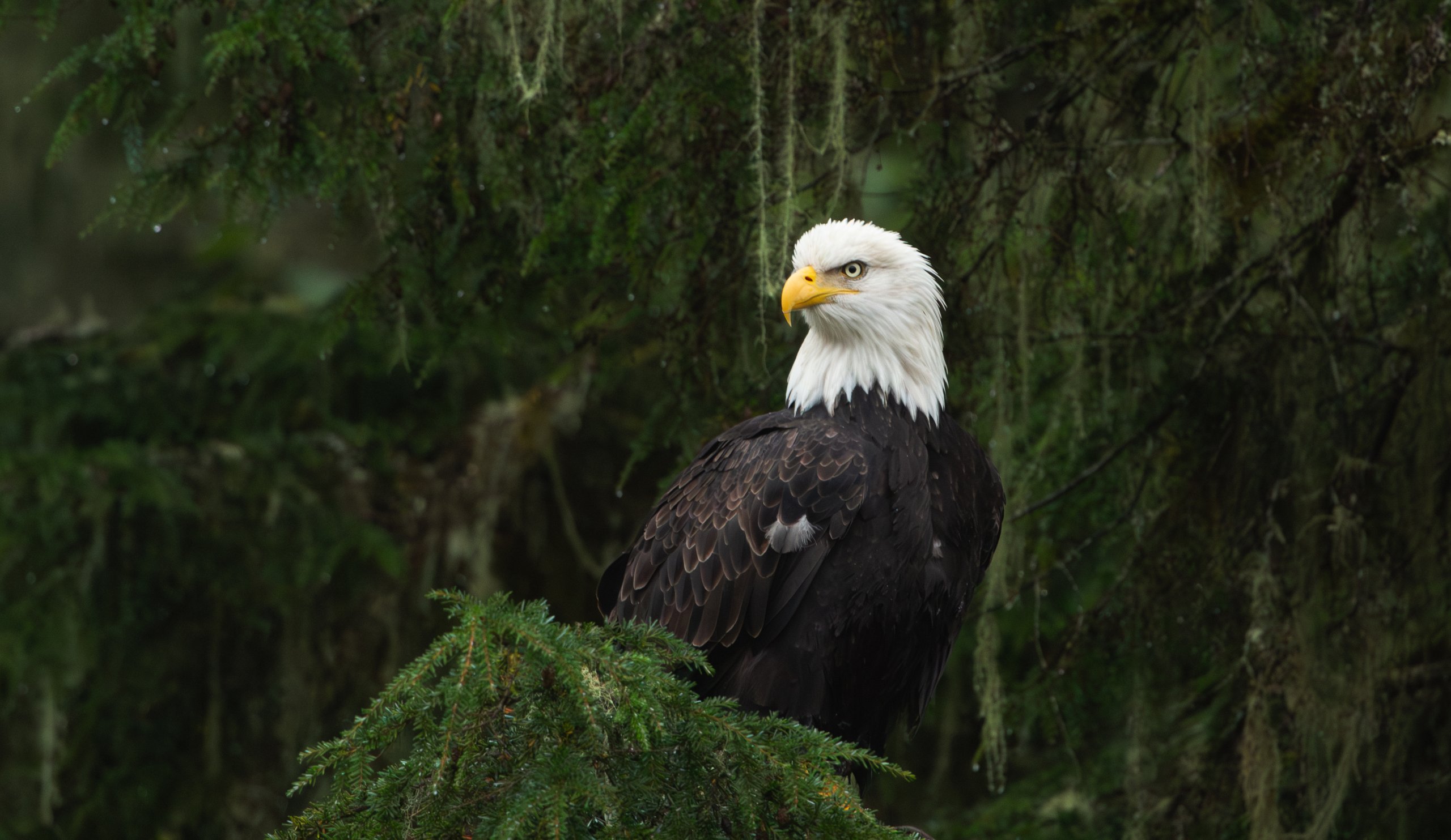 Bald Eagle Encounters Along the Squamish River - The BC Bird Trail