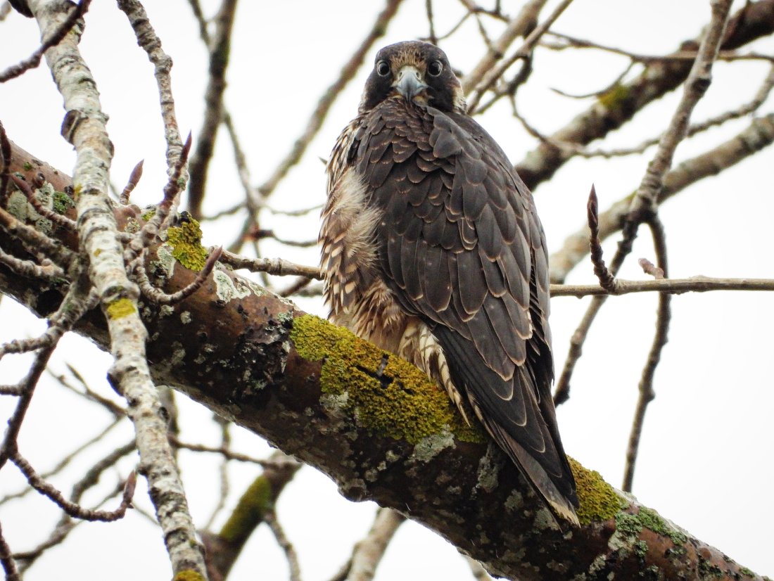 BC Birders Profile Series - Kate Paton, Richmond - The BC Bird Trail