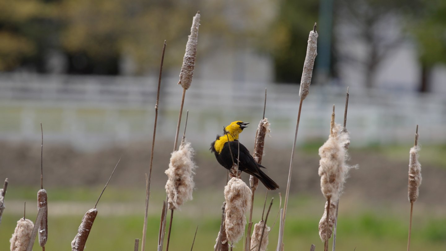 Birding 101: Identifying Birds By Sound - The BC Bird Trail