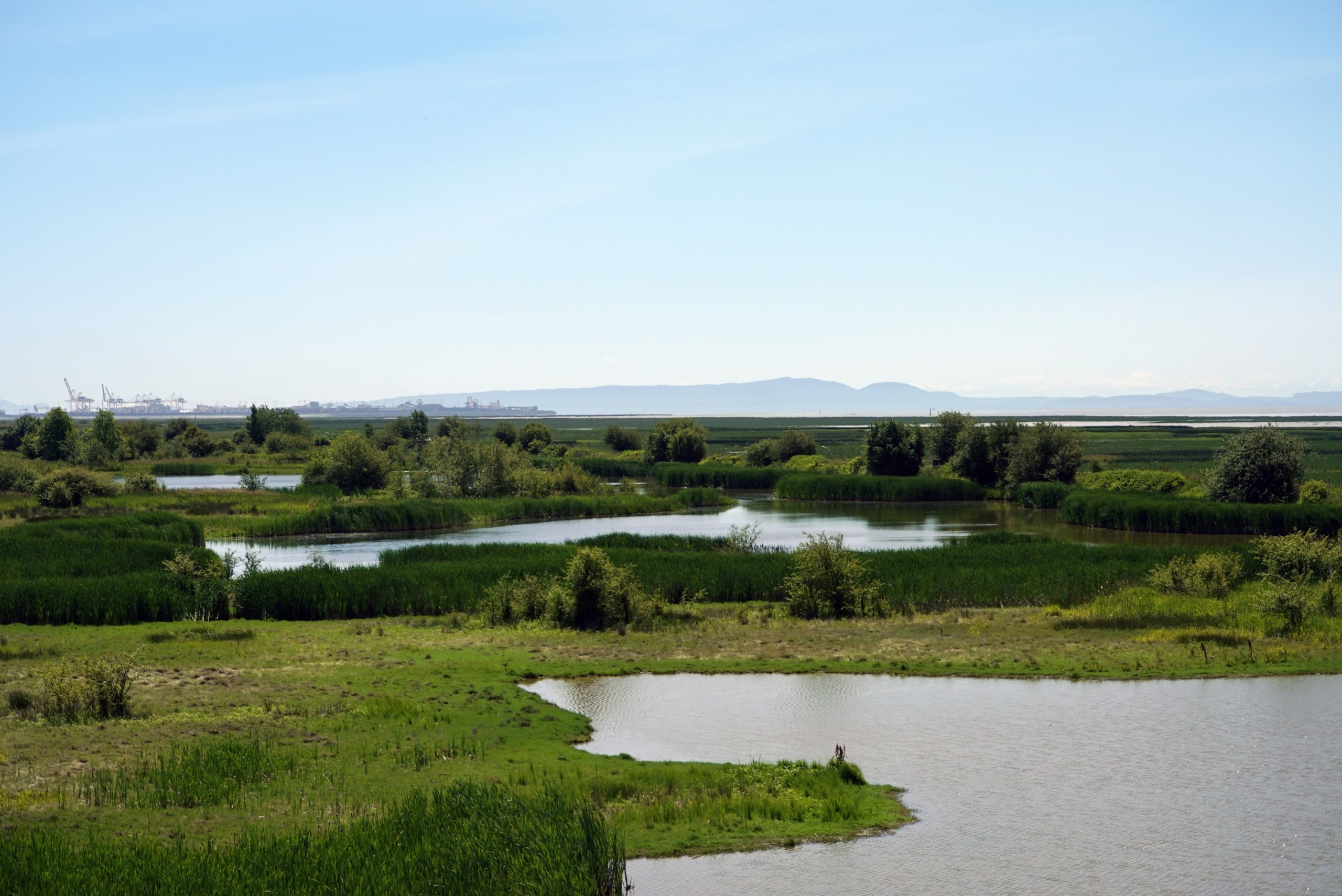 BC Birders Profile Series – Anne Murray, Delta - The BC Bird Trail