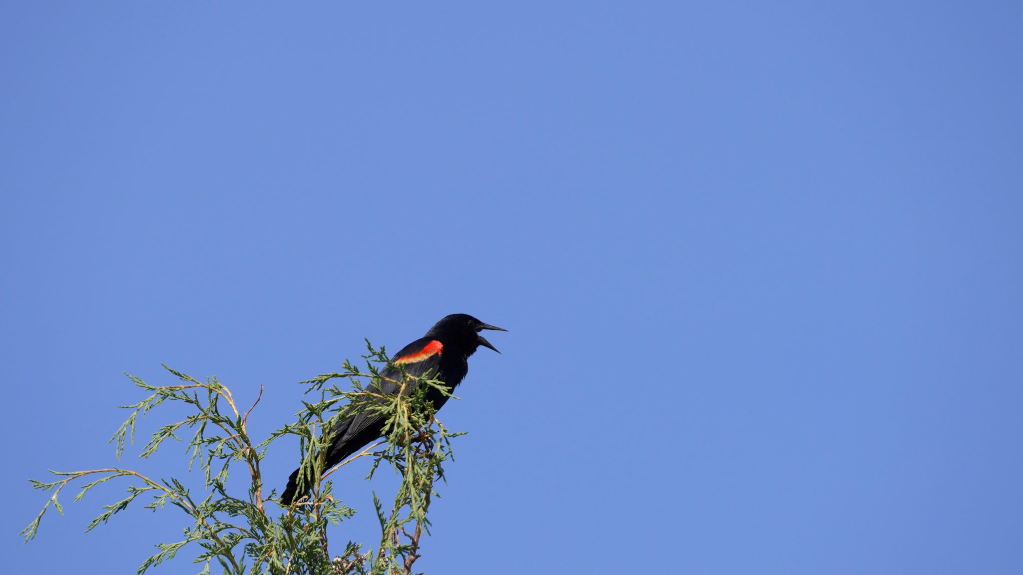 Birding 101: Identifying Birds By Sound - The BC Bird Trail