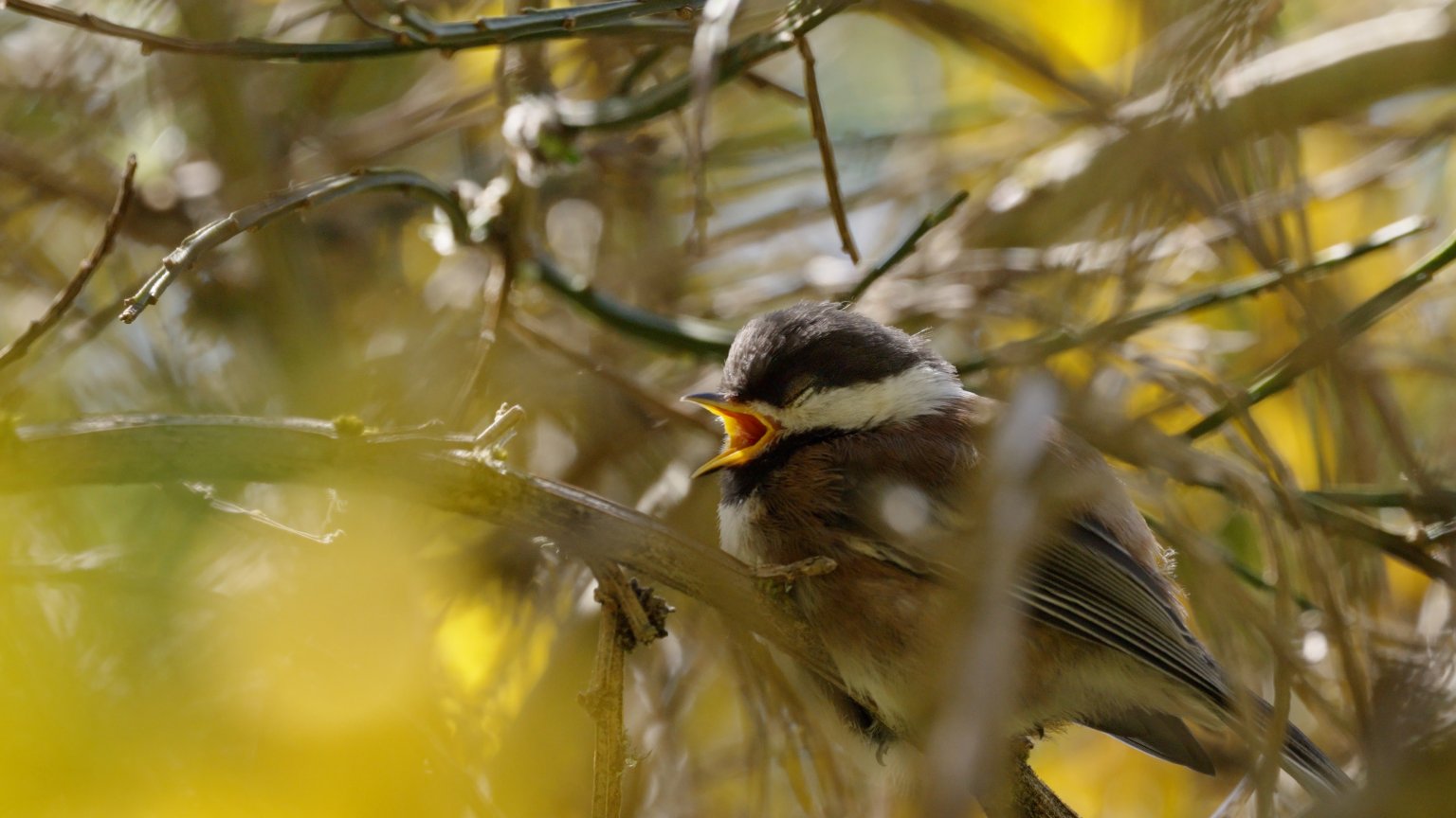Birding 101: Identifying Birds By Sound - The BC Bird Trail
