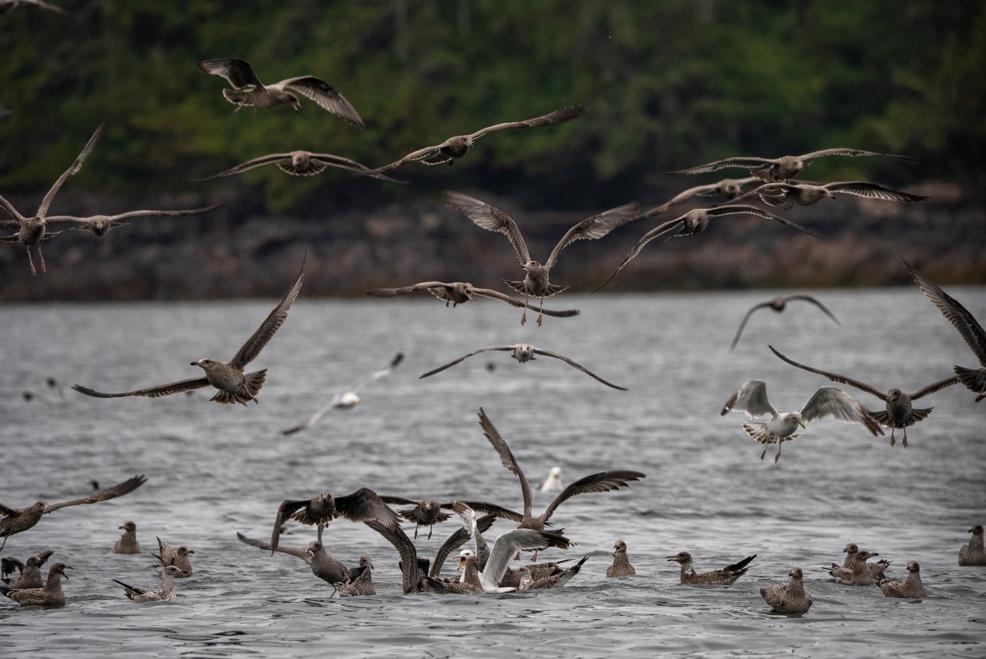 Birding 101: Counting Birds - The BC Bird Trail