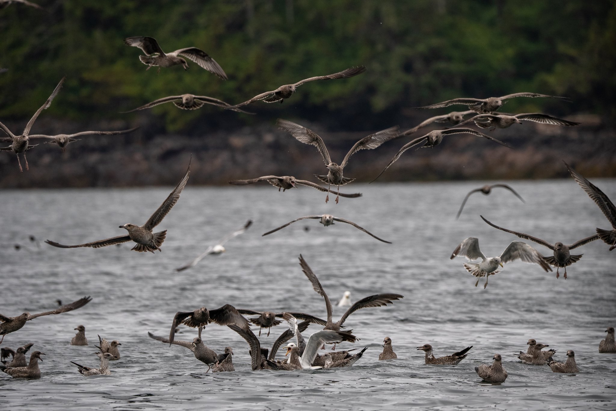 Birding 101: Counting Birds - The BC Bird Trail